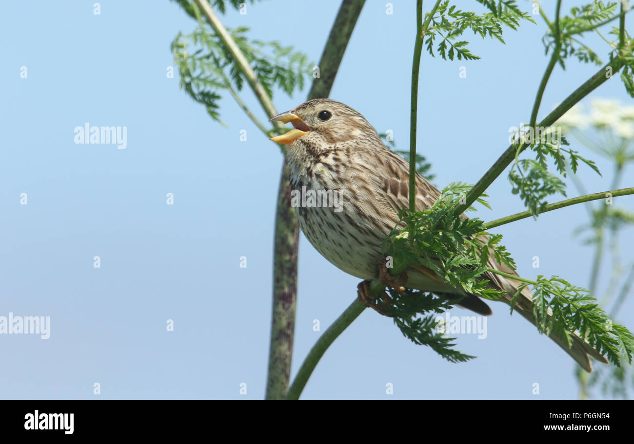 A singing Corn Bunting (Emberiza calandra) perching on a Hemlock plant ...
