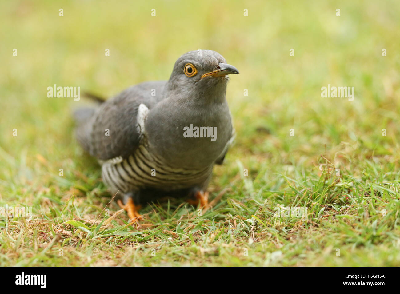 A stunning Cuckoo (Cuculus canorus) searching on the ground in a meadow ...