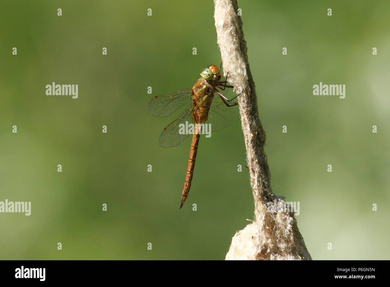 A beautiful Norfolk Hawker Dragonfly (Anaciaeschna isoceles) perching ...