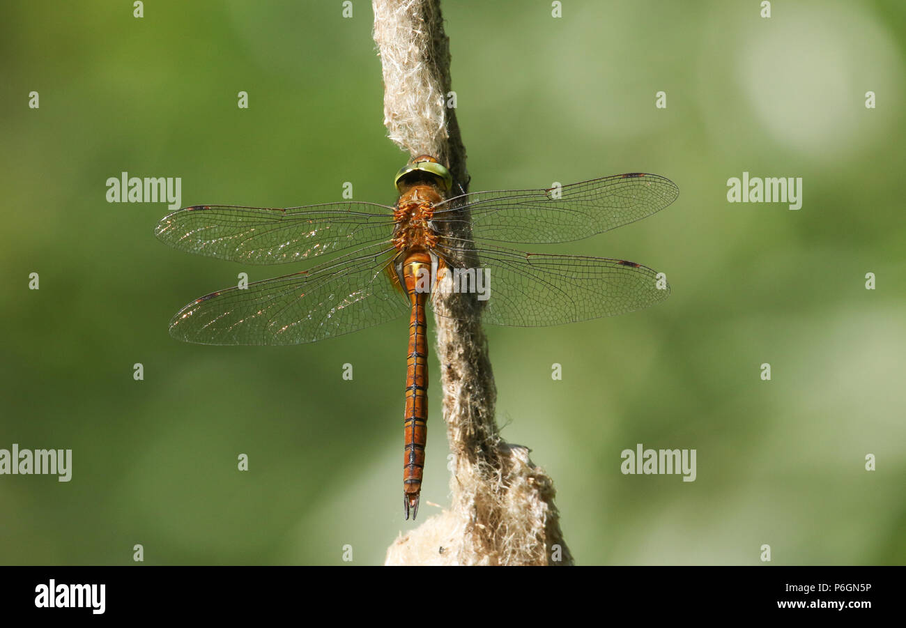 A beautiful Norfolk Hawker Dragonfly (Anaciaeschna isoceles) perching ...