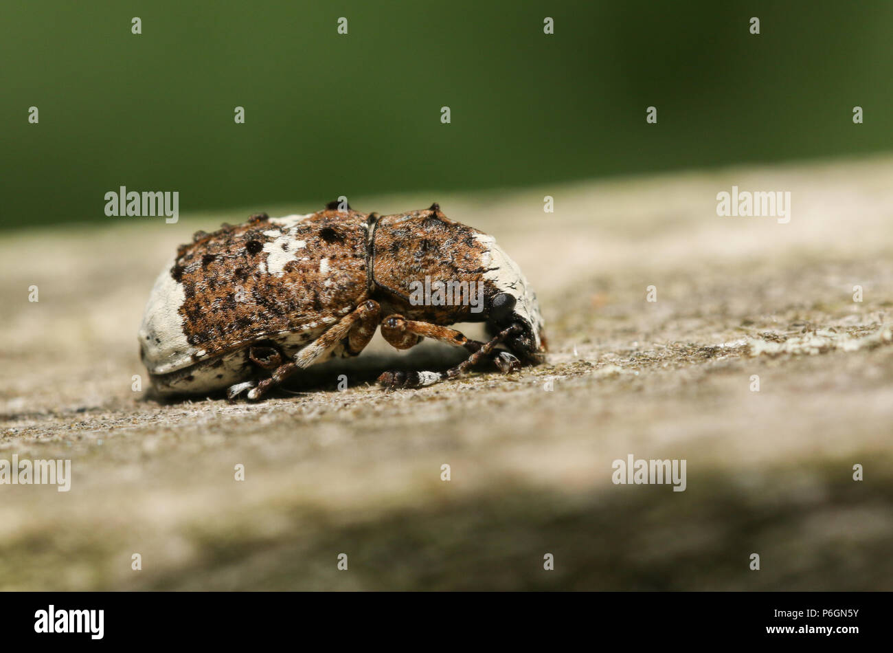 A pretty Weevil (Platystomos albinus) resting on a wooden fence in ...