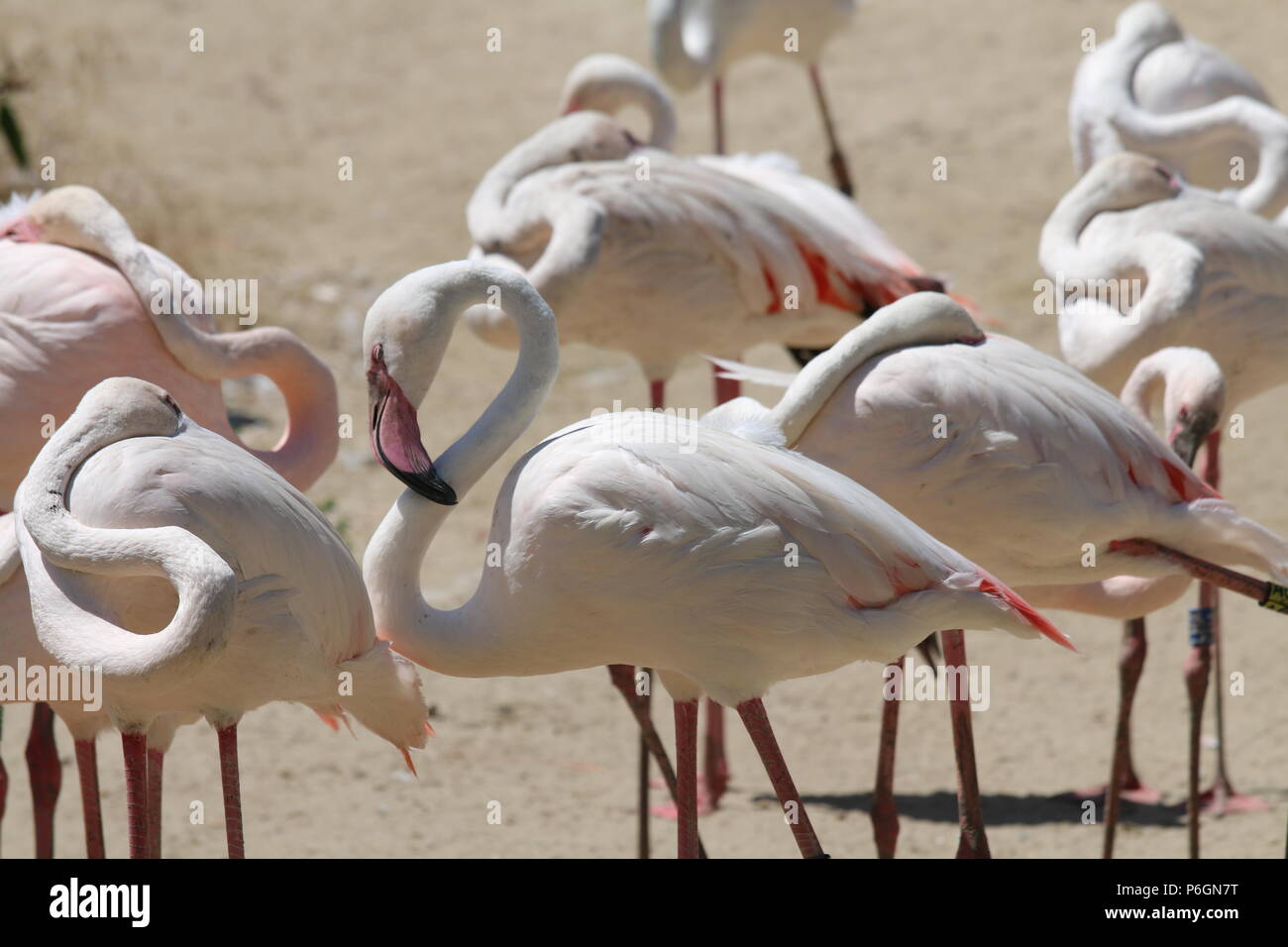 Greater flamingo - Phoenicopterus roseus Stock Photo - Alamy