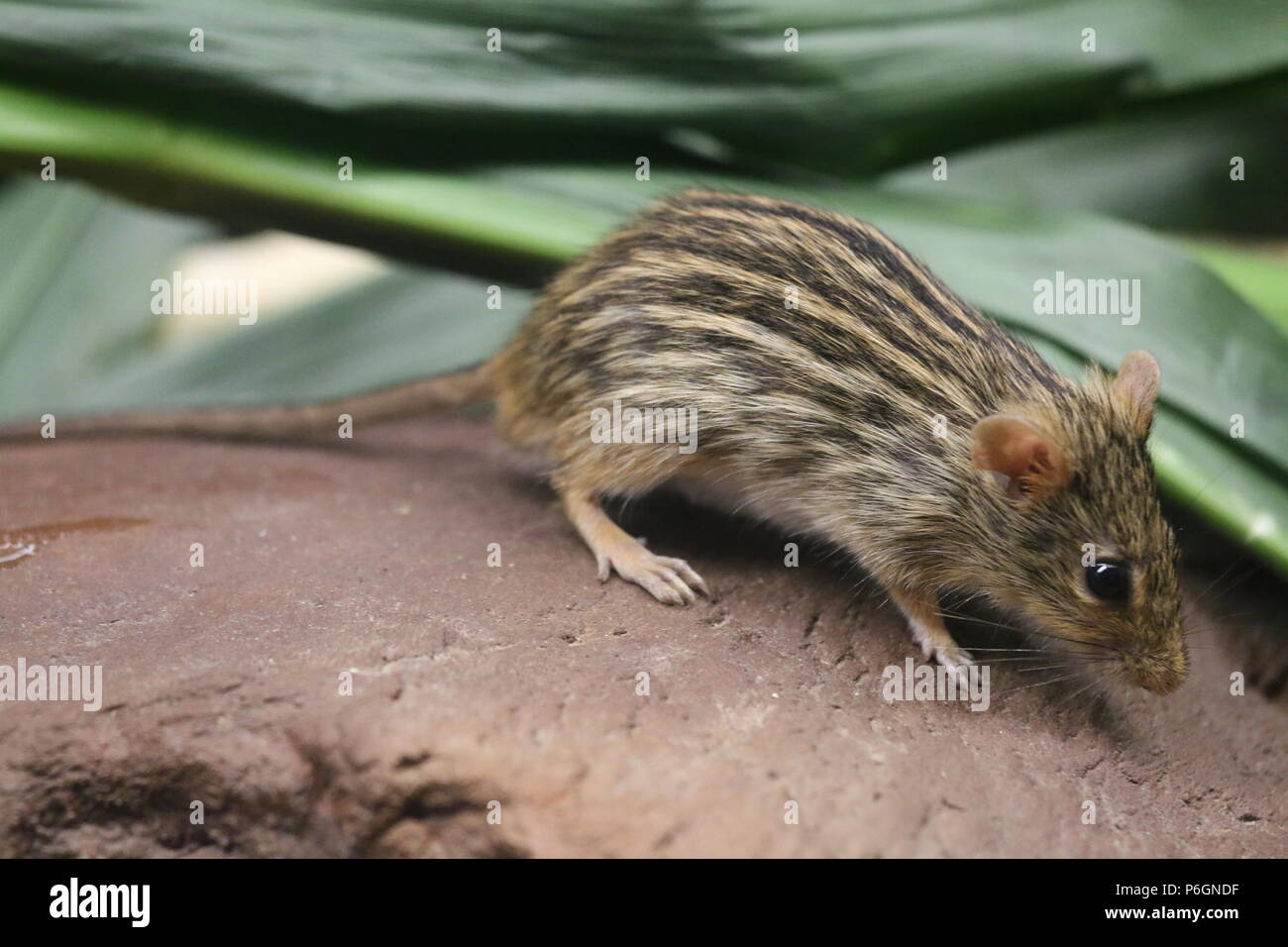 Striped grass mouse - Lemniscomys Stock Photo - Alamy