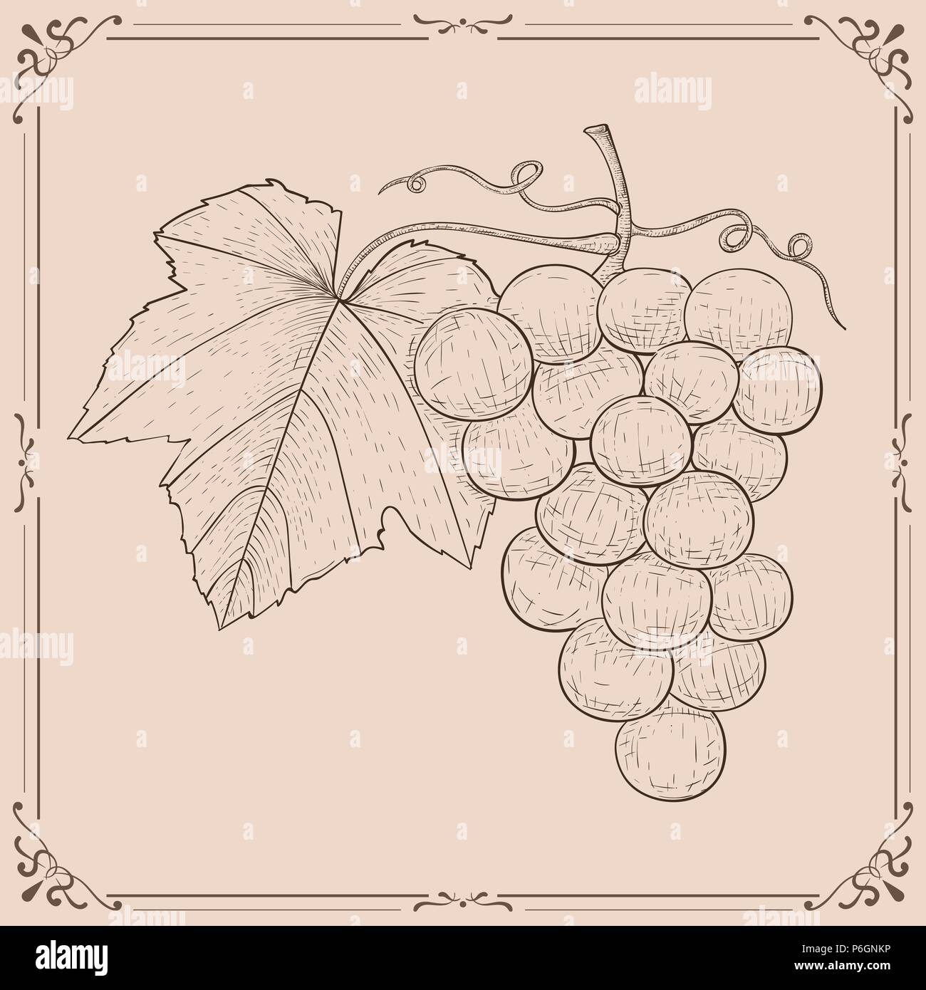 Grapes. Hand drawn sketch on beige background Stock Vector Image & Art ...