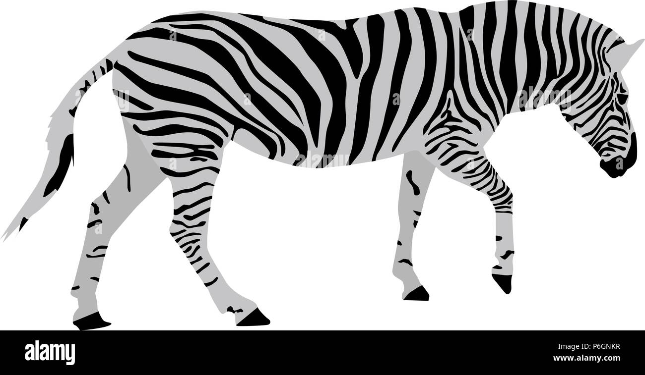 Stripe zebra Stock Vector Images - Alamy