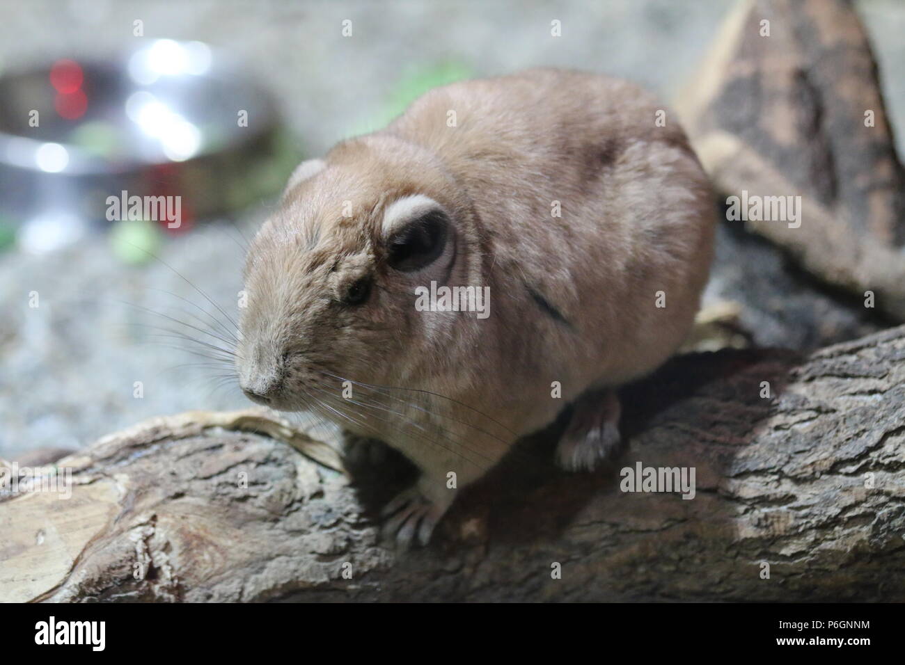 Common gundi - Ctenodactylus gundi Stock Photo - Alamy
