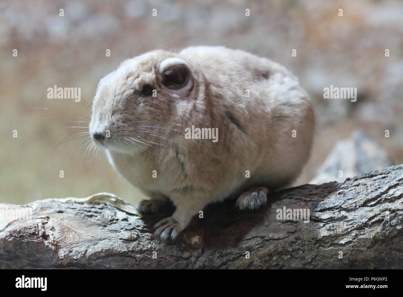 Common gundi - Ctenodactylus gundi Stock Photo - Alamy
