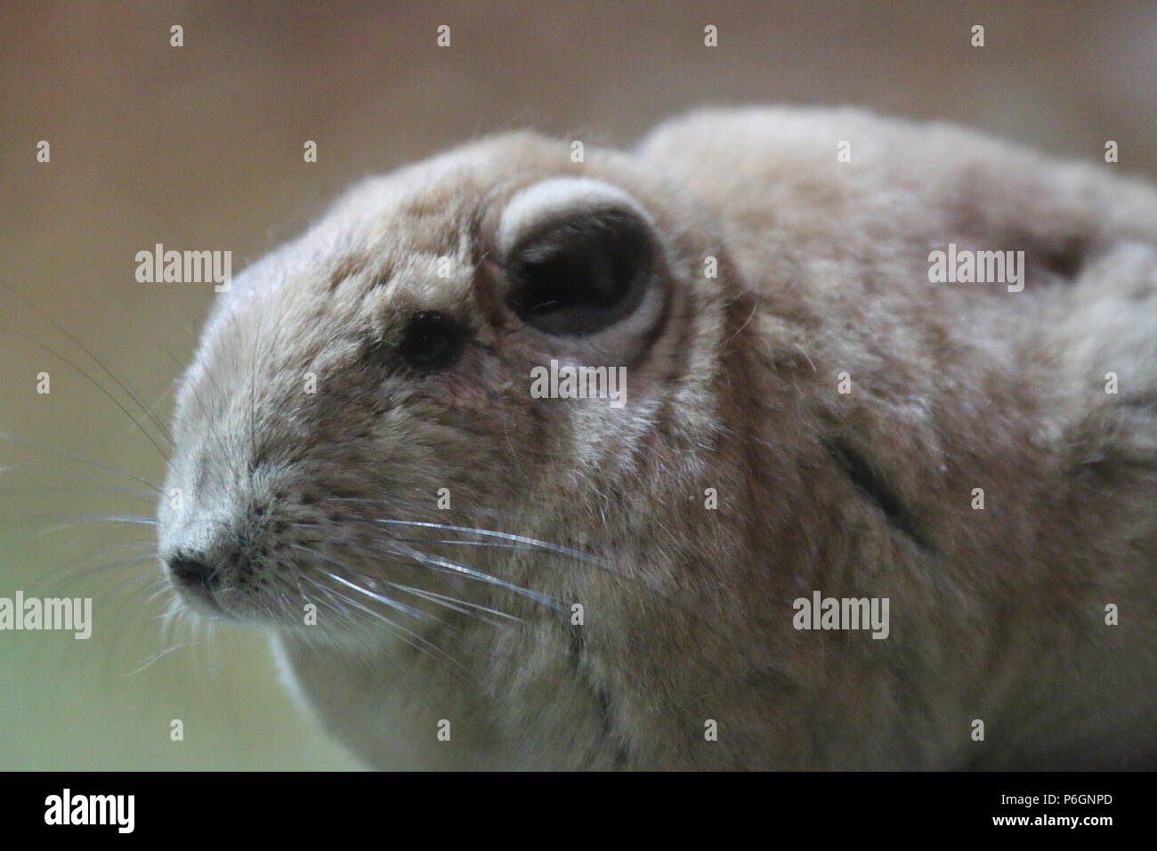 Common gundi - Ctenodactylus gundi Stock Photo - Alamy