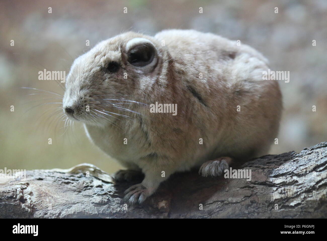 Gundi hi-res stock photography and images - Alamy