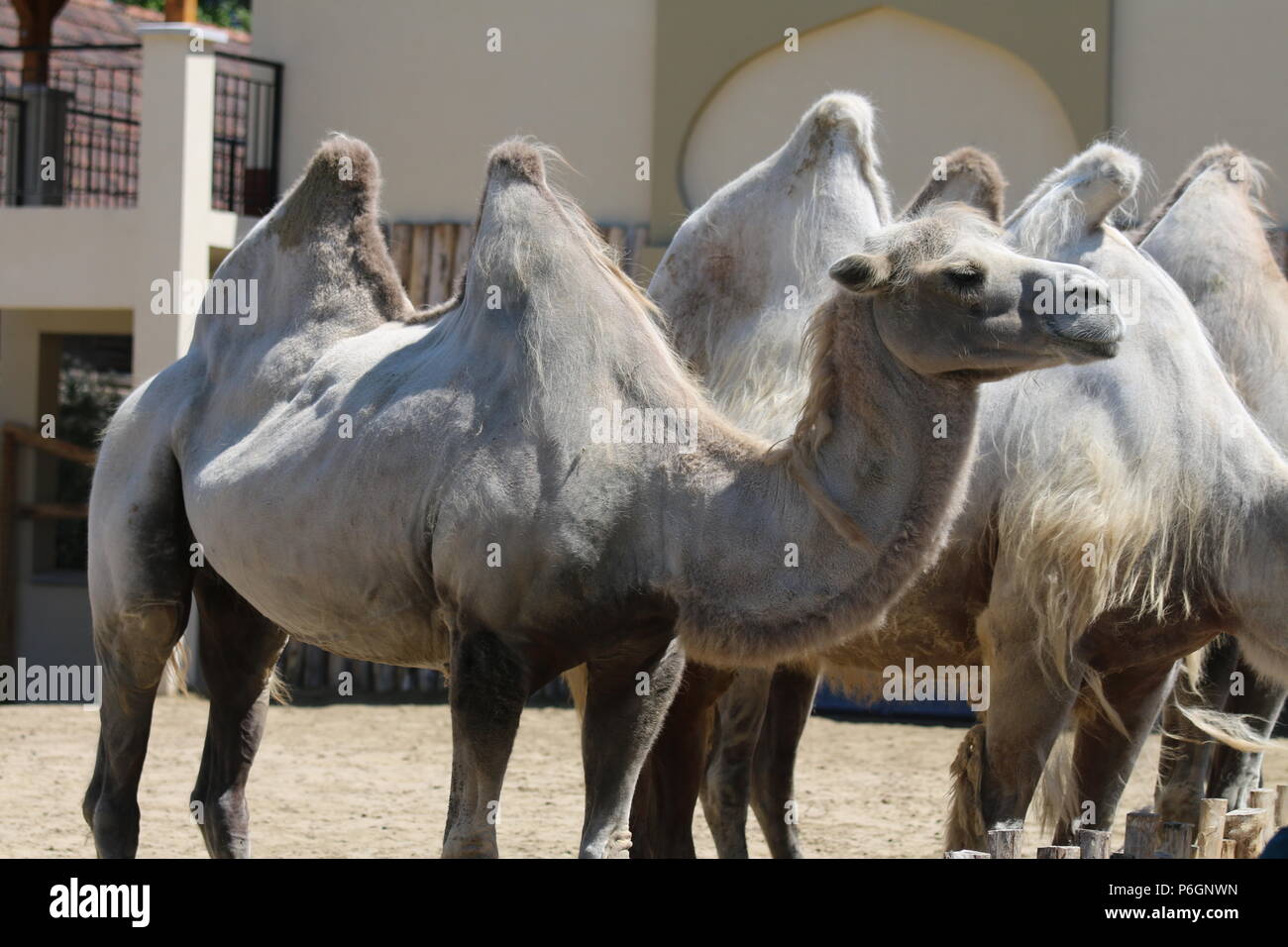 Bactrian camel - Camelus bactrianus Stock Photo - Alamy