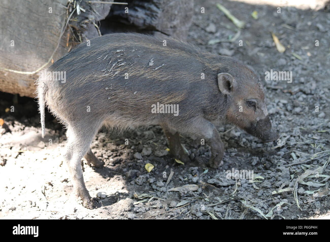 Visayan warty pig - Sus cebifrons Stock Photo - Alamy