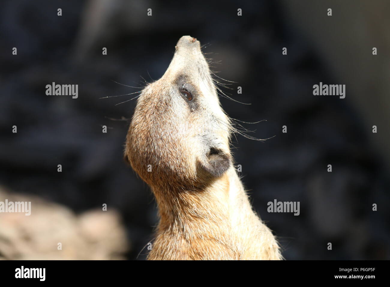Adorable suricata hi-res stock photography and images - Alamy