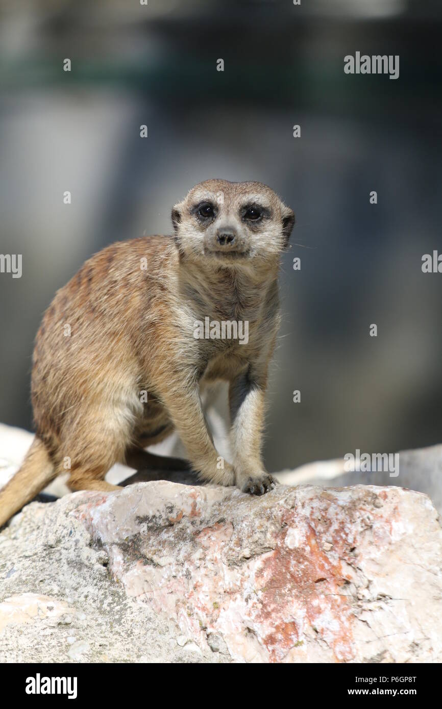 Suricata group hi-res stock photography and images - Alamy