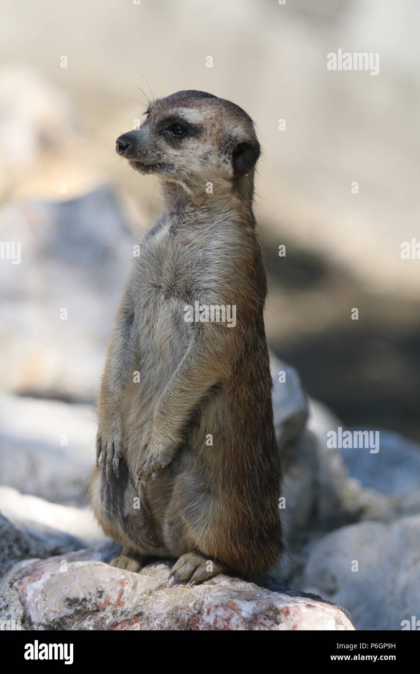 Meerkat - Suricata suricatta Stock Photo - Alamy