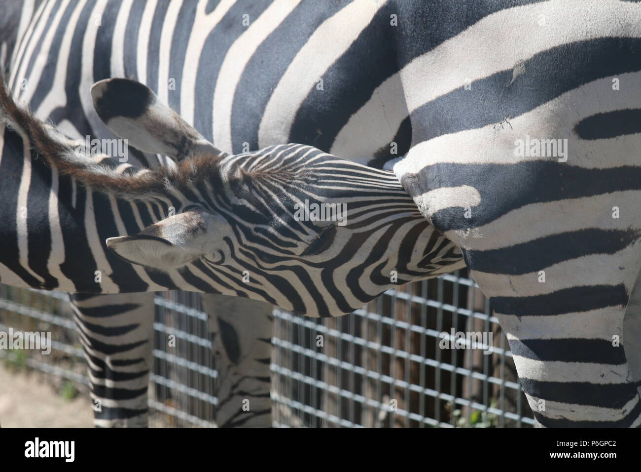 Zebra lines hi-res stock photography and images - Alamy