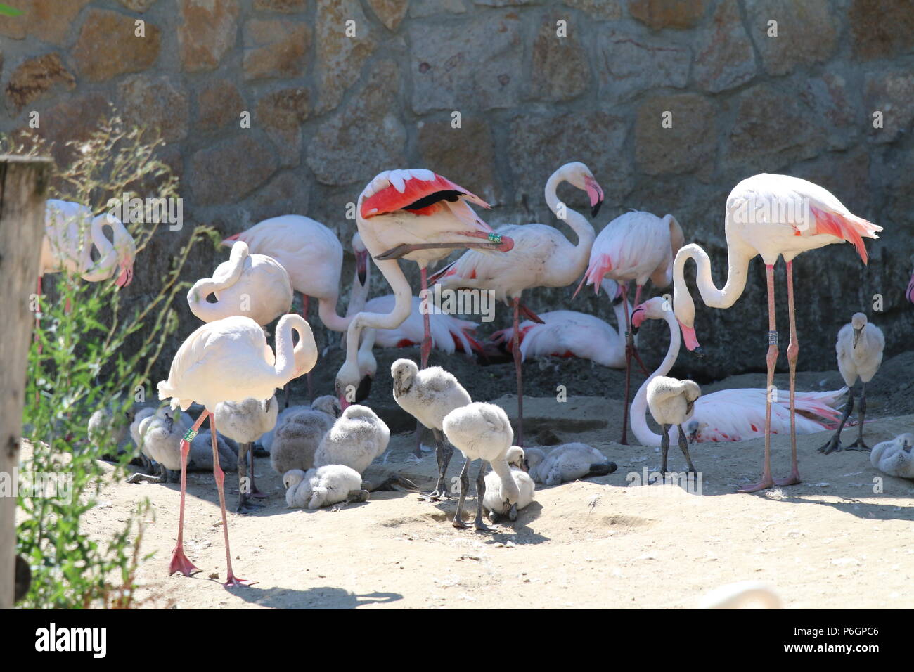 Greater flamingo - Phoenicopterus roseus Stock Photo - Alamy