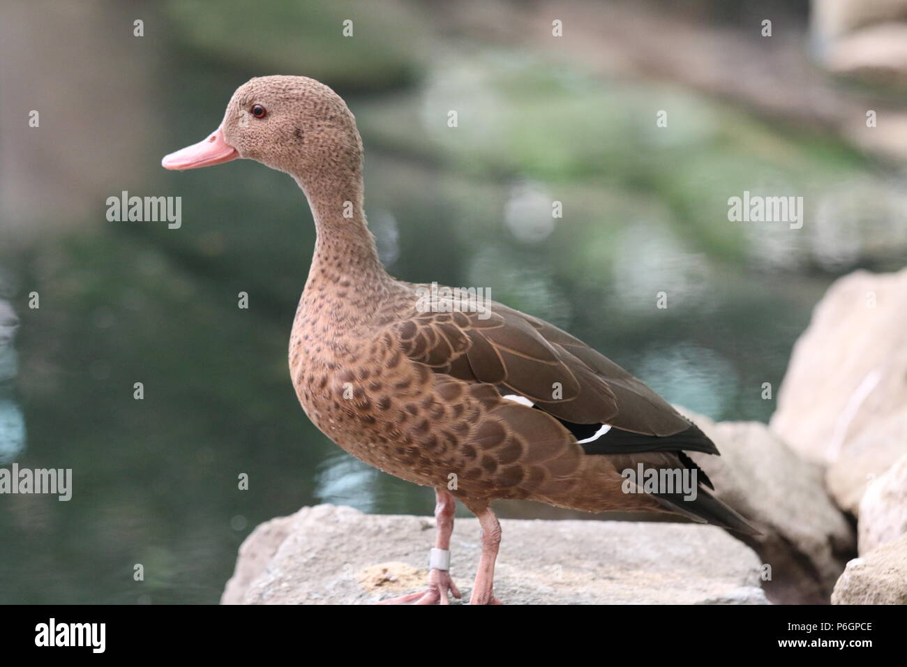 Berniers hi-res stock photography and images - Alamy