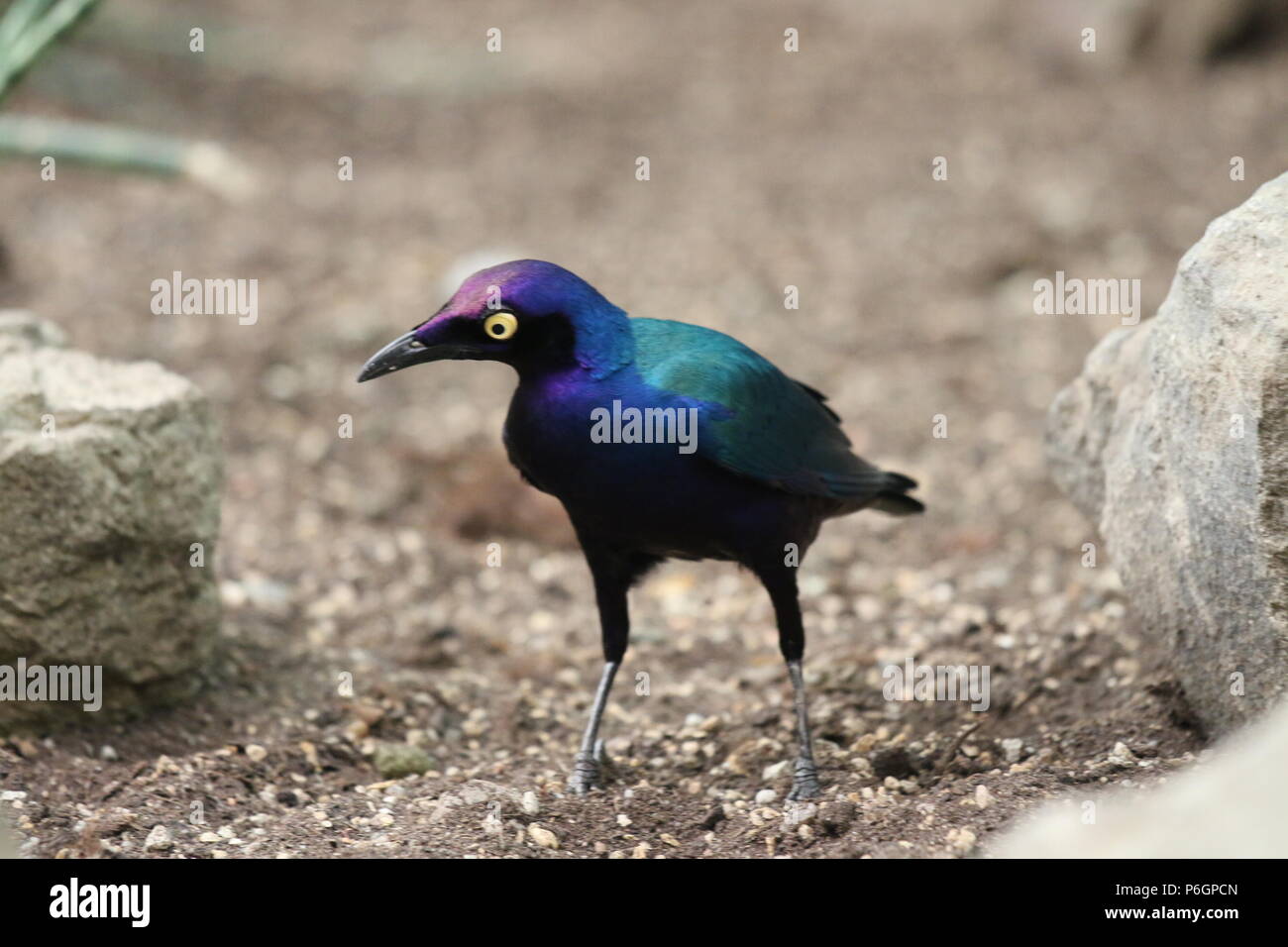 Purple (glossy) starling - Lamprotornis purpureus Stock Photo - Alamy
