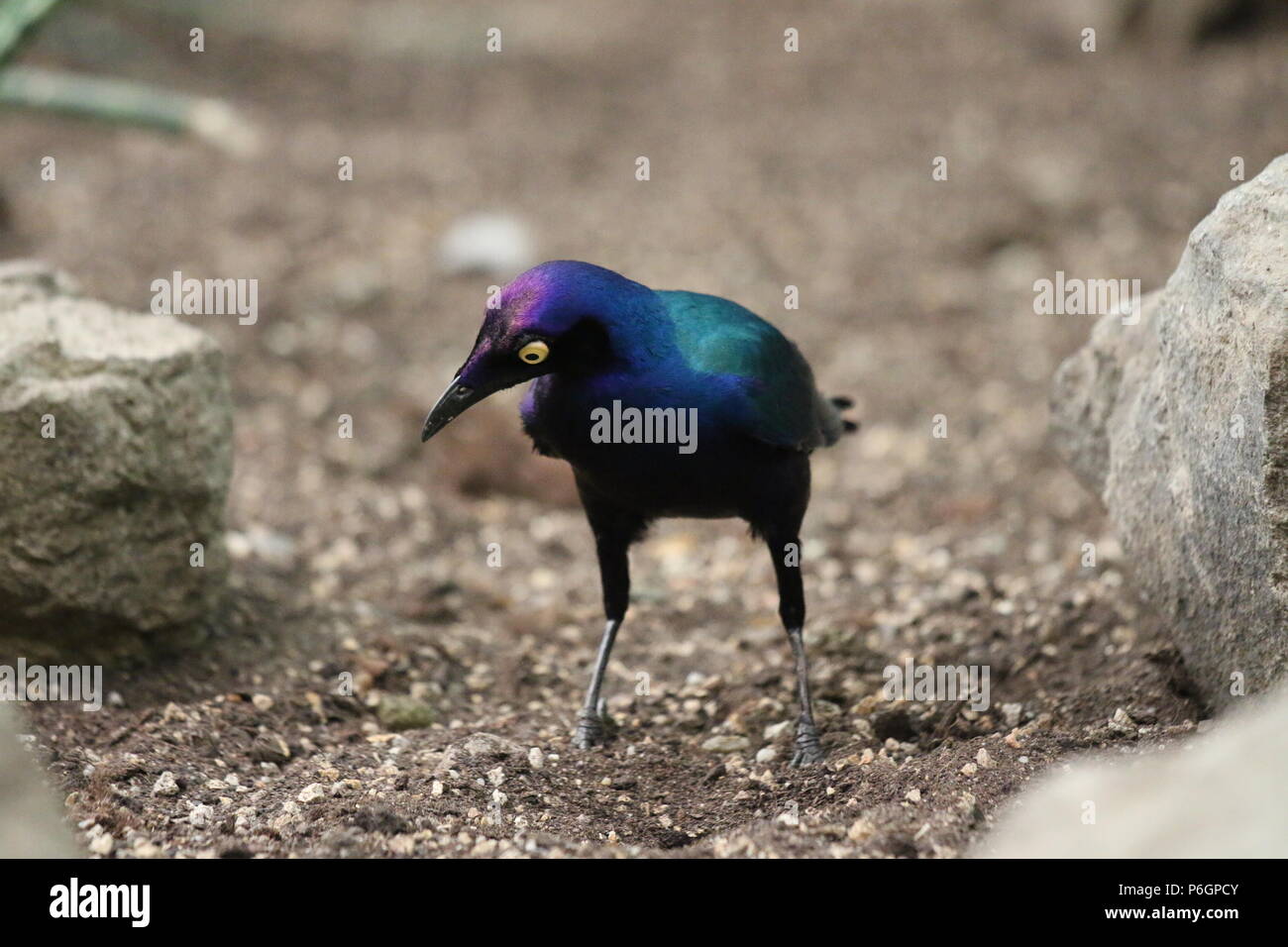Purple (glossy) starling - Lamprotornis purpureus Stock Photo - Alamy