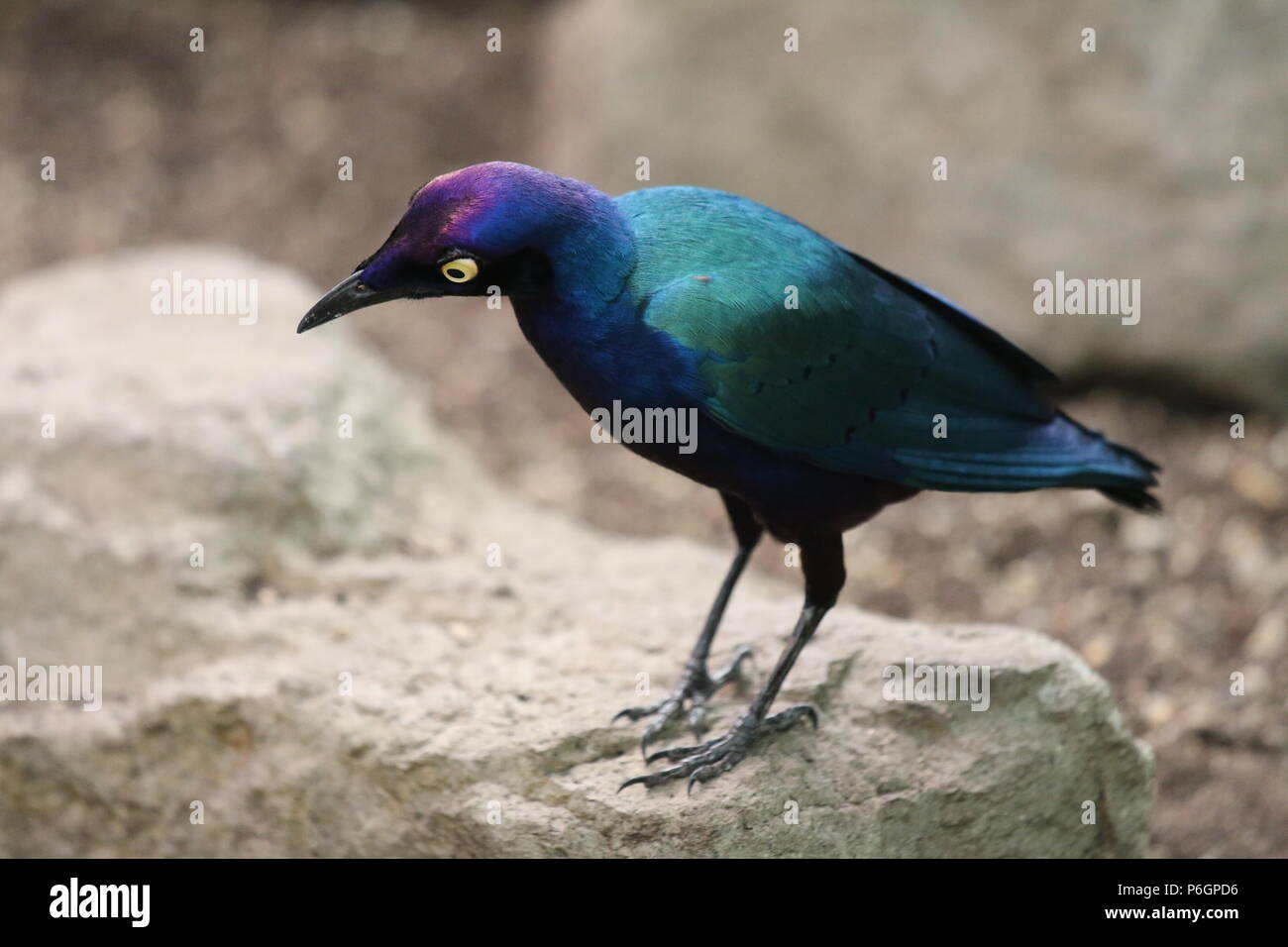 Purple (glossy) starling - Lamprotornis purpureus Stock Photo - Alamy