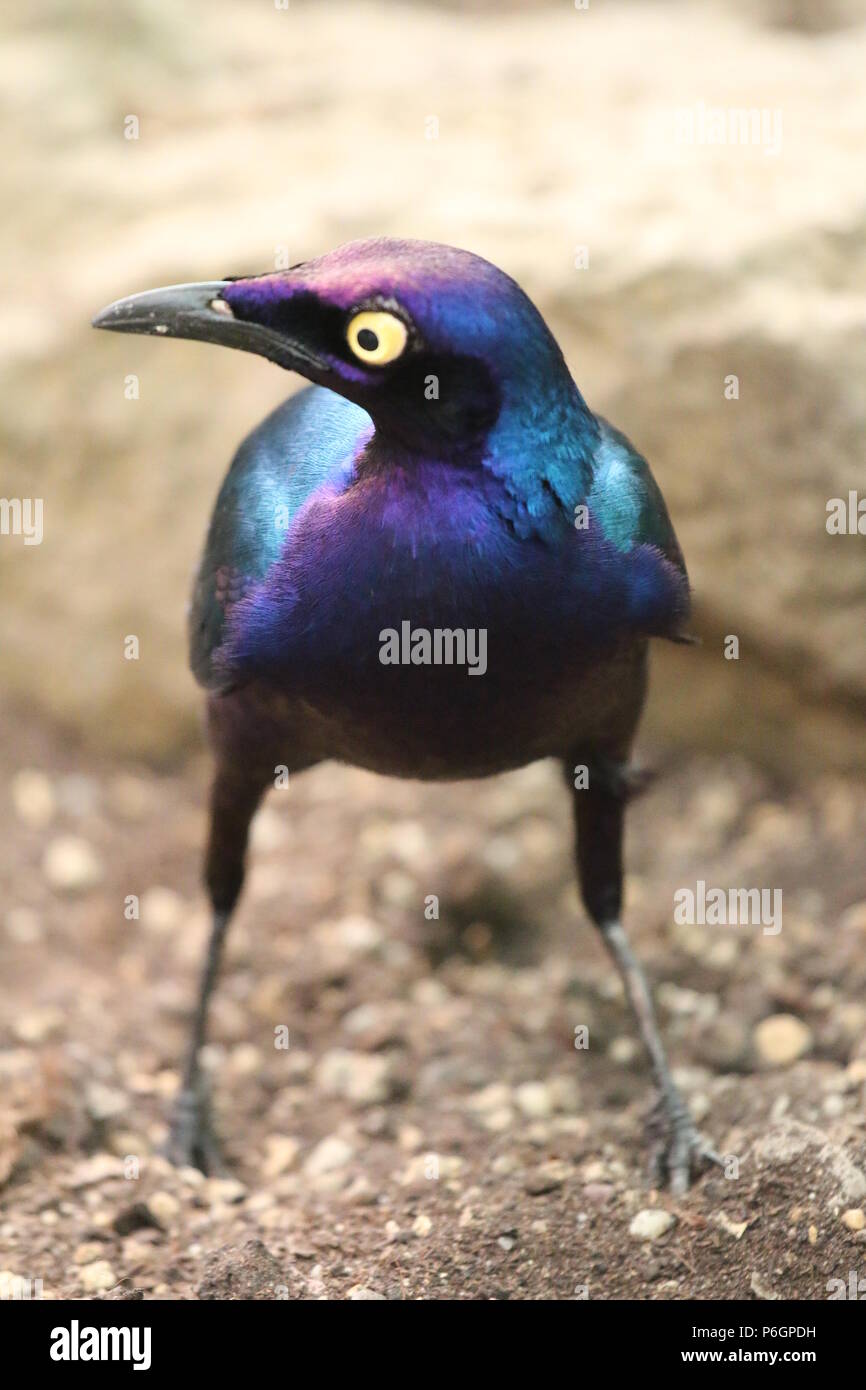 Purple (glossy) starling - Lamprotornis purpureus Stock Photo - Alamy