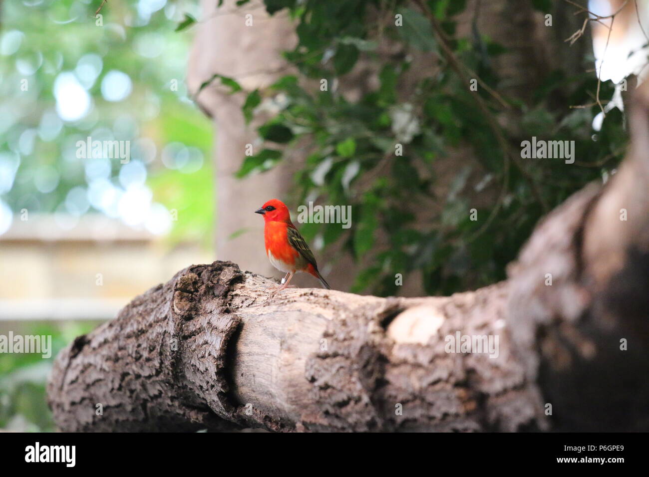 Red fody - Foudia madagascariensis Stock Photo - Alamy
