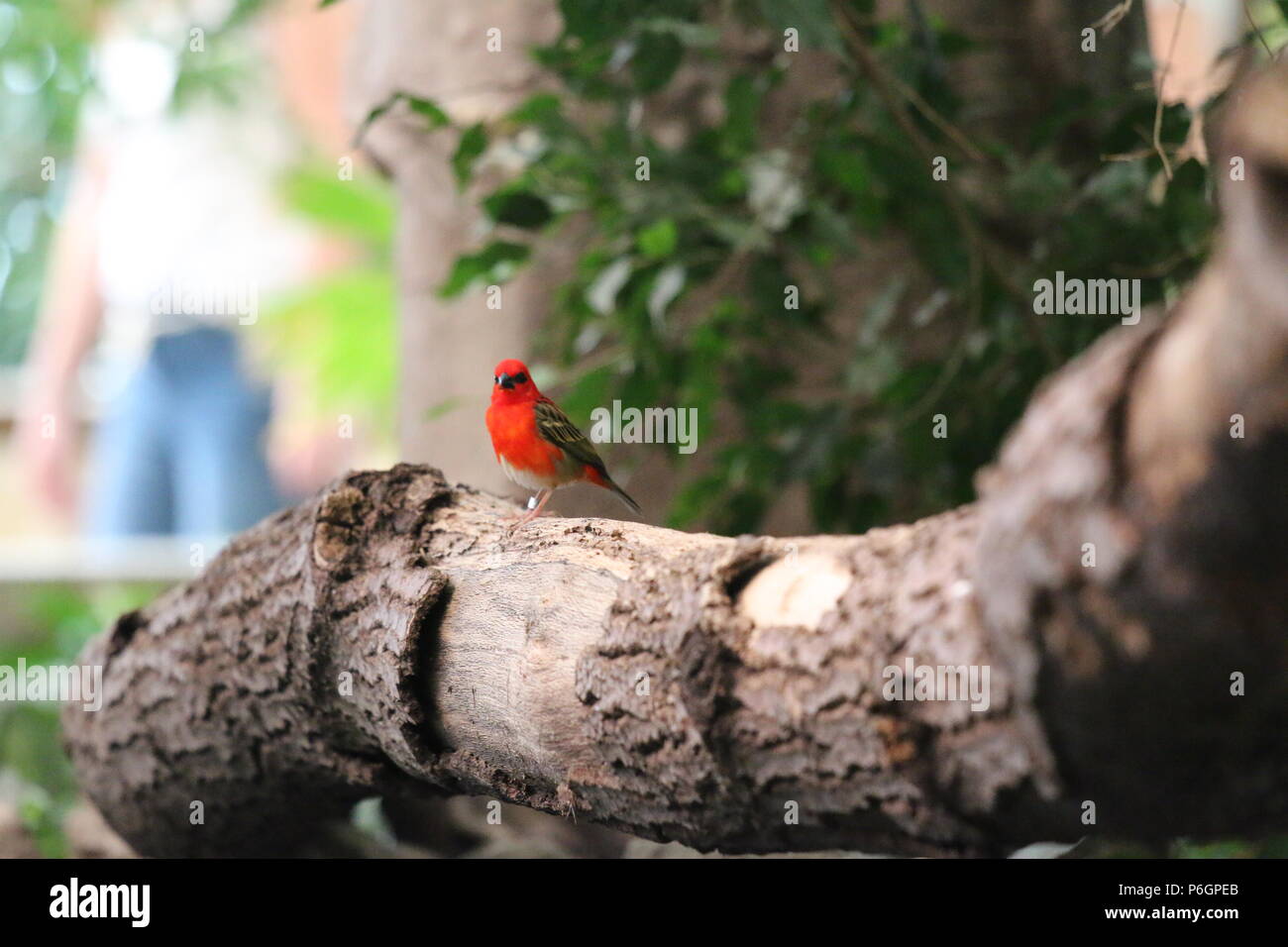Red fody - Foudia madagascariensis Stock Photo - Alamy