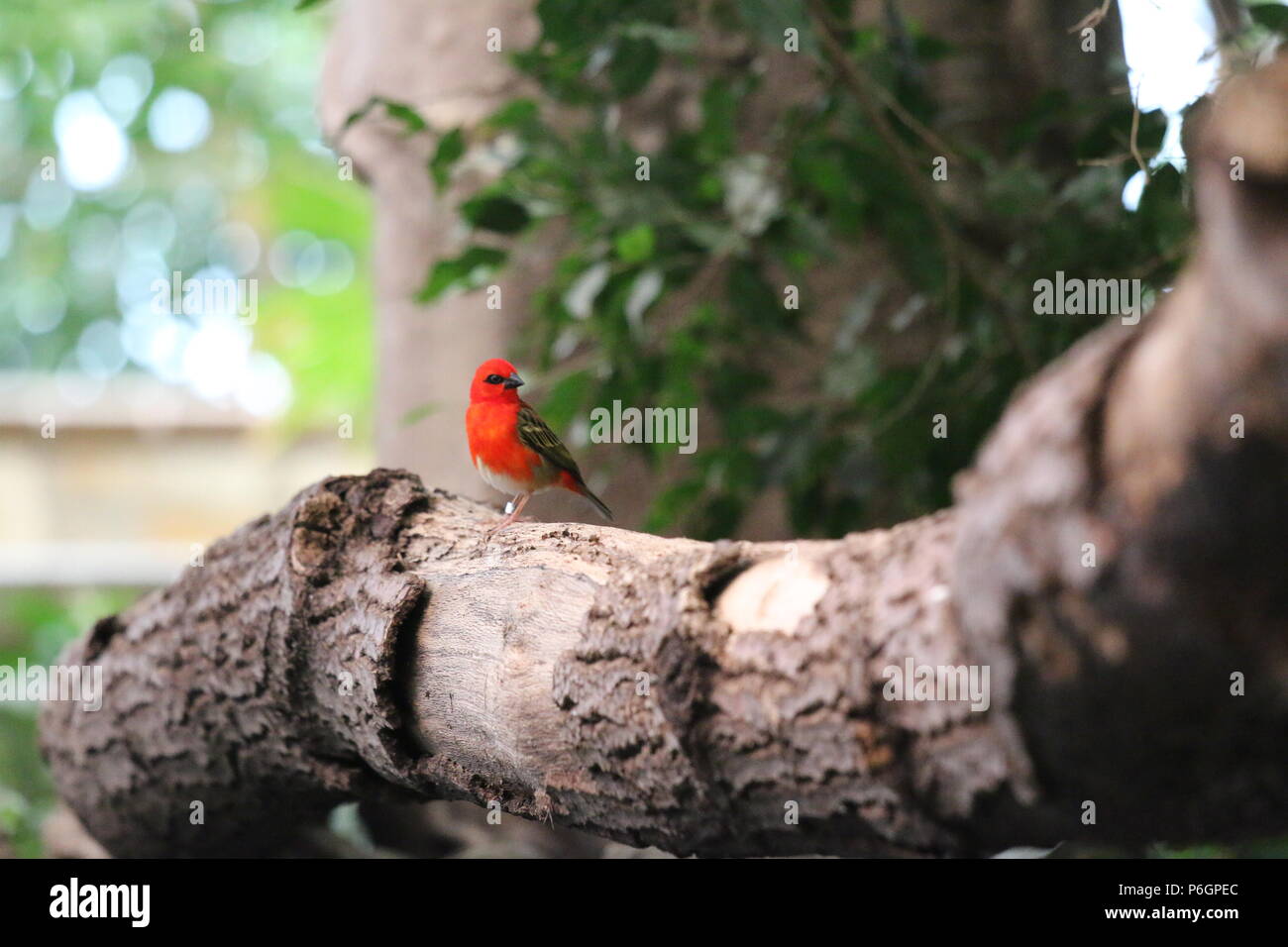 Red cardinal fody foudia hi-res stock photography and images - Alamy