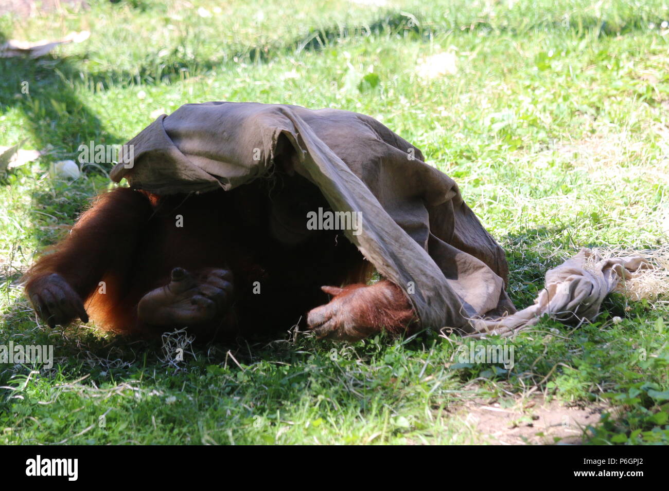 Budapest zoo monkey hi-res stock photography and images - Alamy