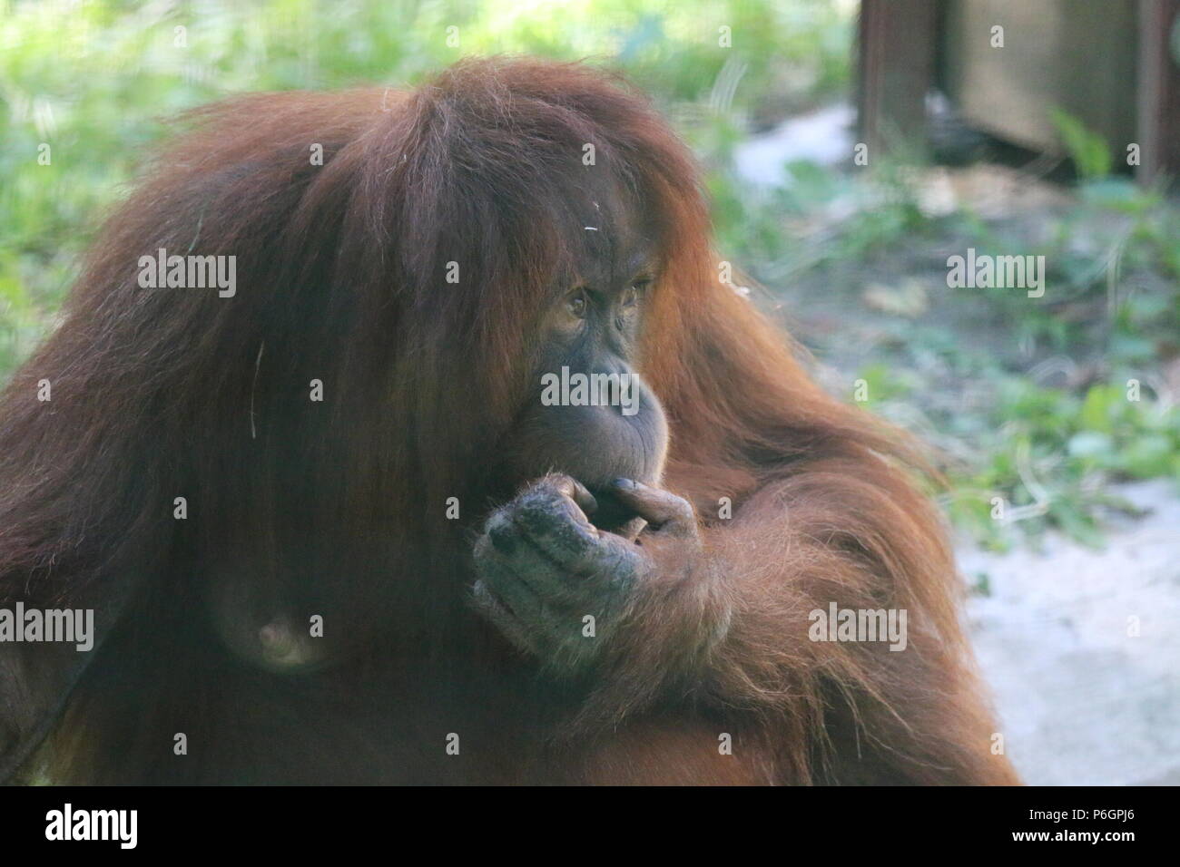 Budapest zoo monkey hi-res stock photography and images - Alamy