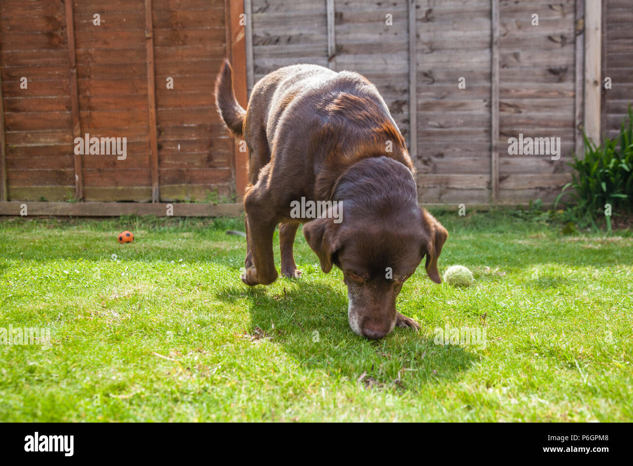 Labrador Sniffing High Resolution Stock Photography and Images - Alamy
