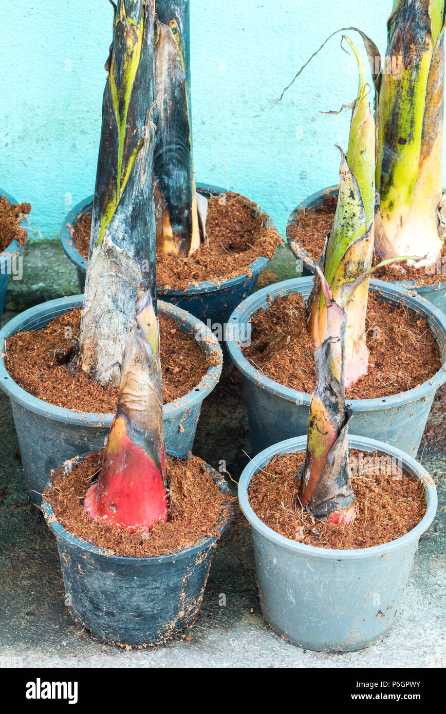 Group of banana shoot grow on pot Stock Photo - Alamy