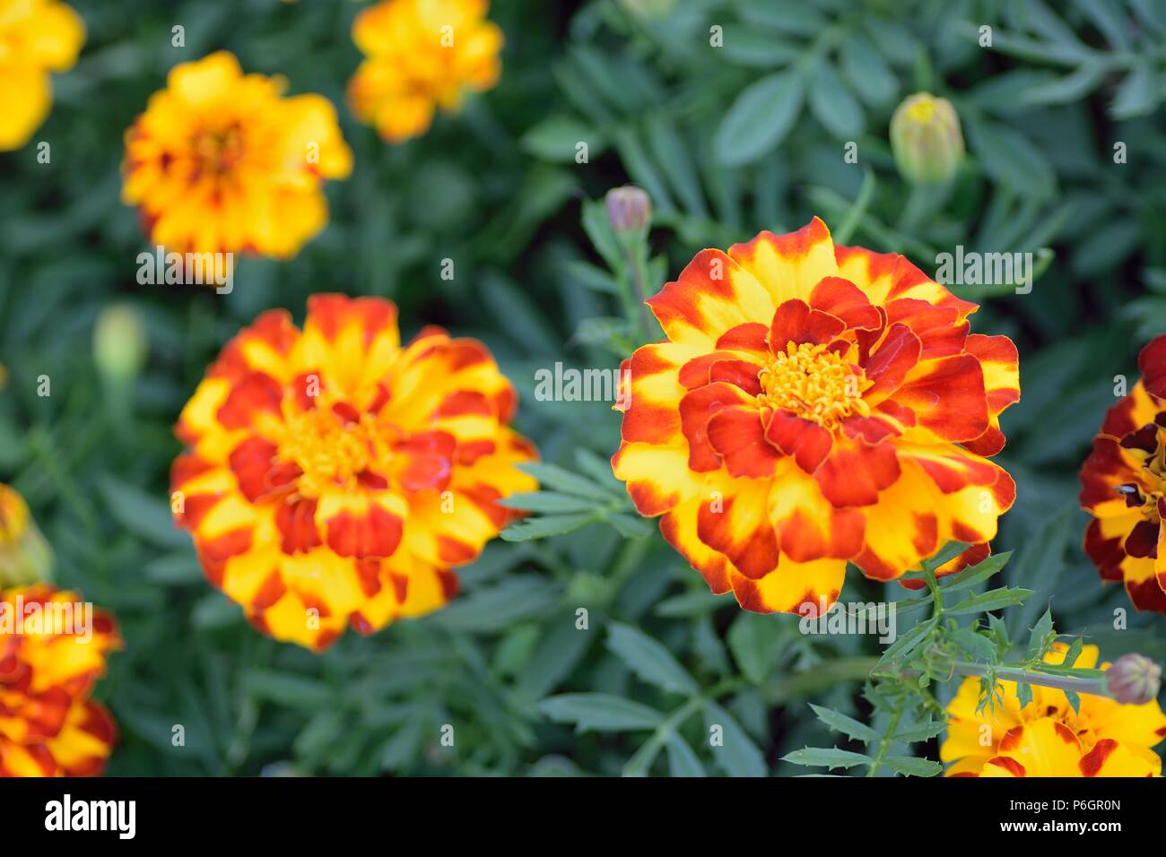 Macro texture of vibrant colored Indian Marigold flowers Stock Photo ...