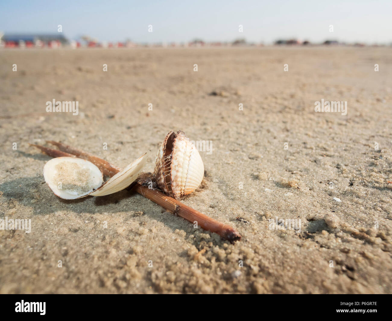 Radiation cup shell hi-res stock photography and images - Alamy