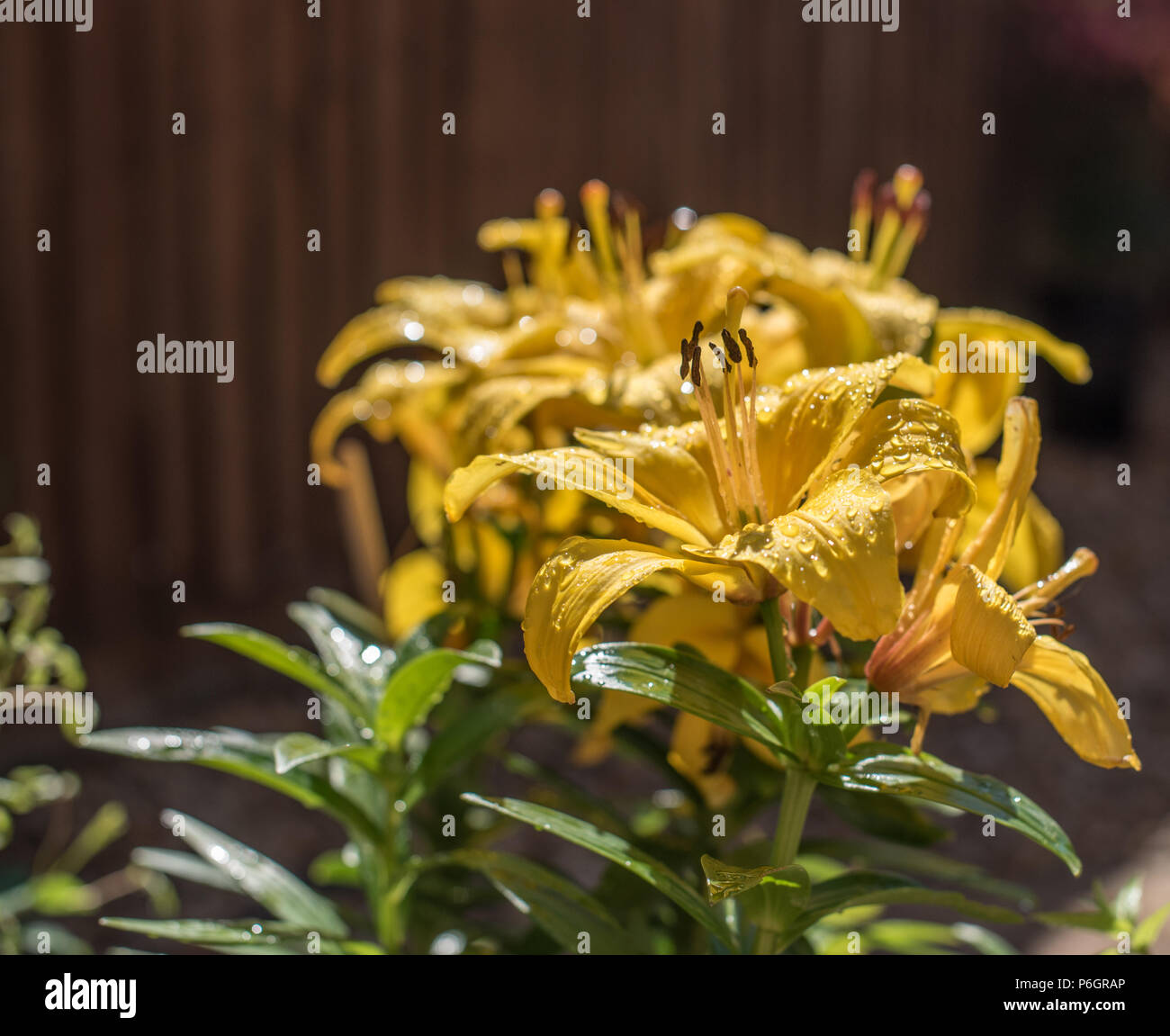 Yellow Lily in an English garden Stock Photo - Alamy