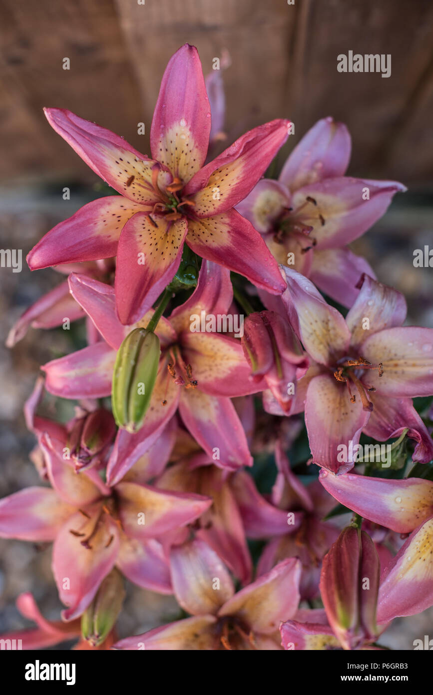 Pink Hardy Lily flowers in an English country garden Stock Photo - Alamy