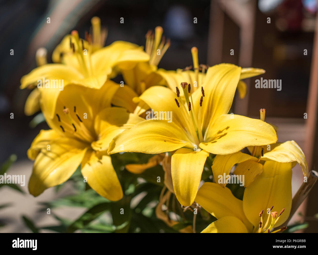 Yellow Lily in an English garden Stock Photo - Alamy