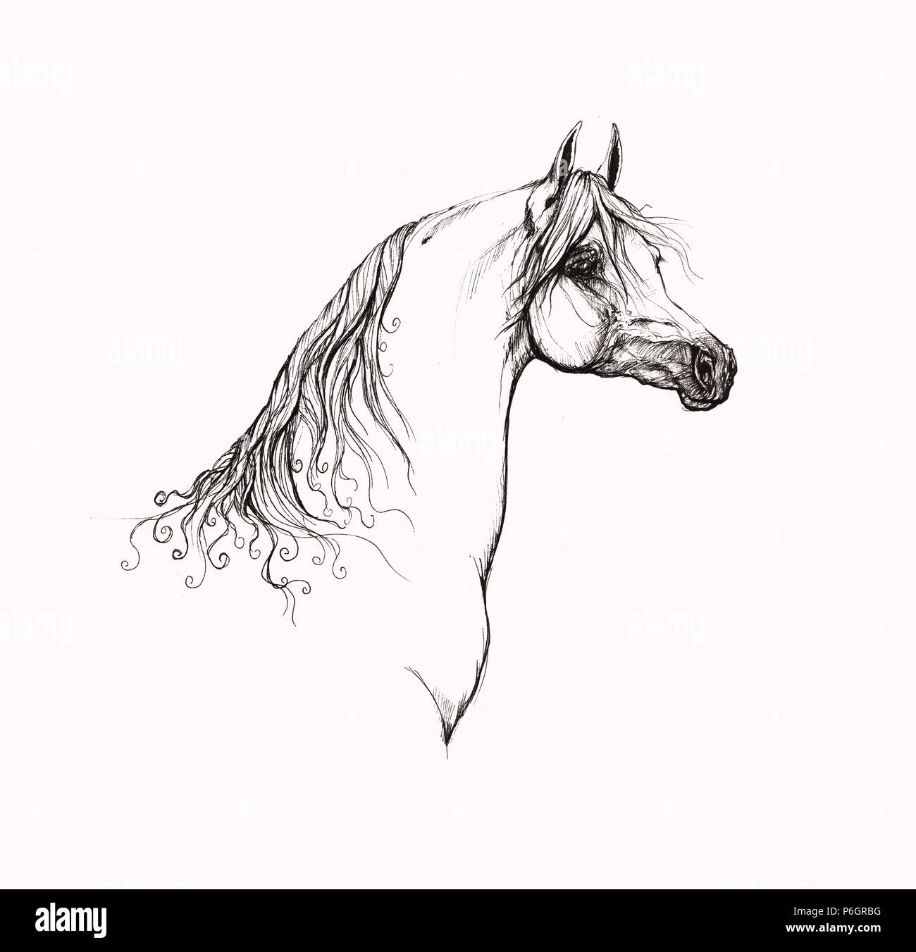 How To Draw An Arabian Horse Step By Step Drawing