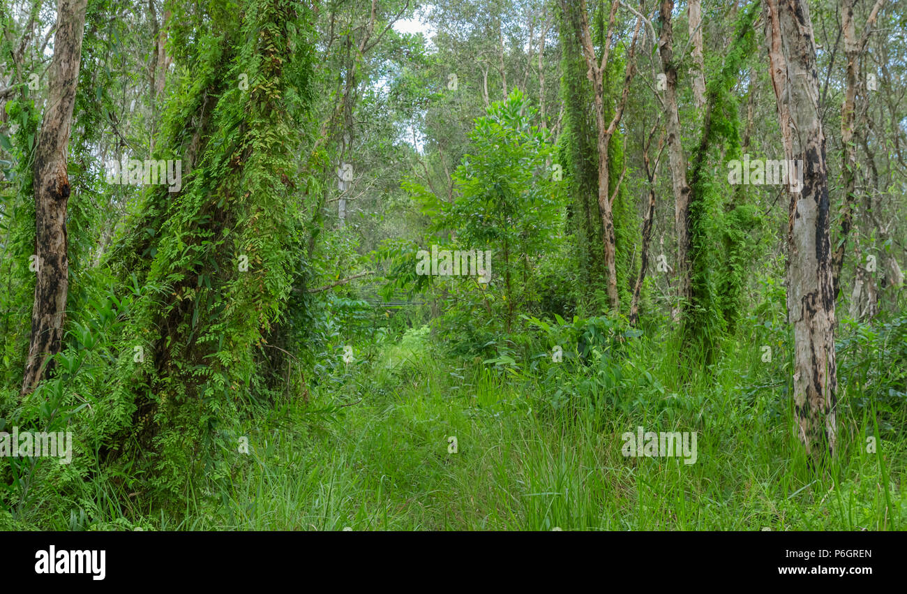 Deep in amazon rainforest hi-res stock photography and images - Alamy