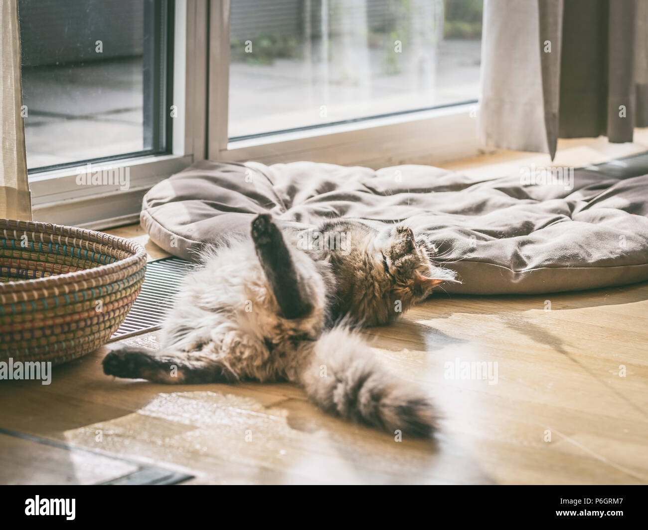 Fluffy cat lying funny on the floor and playing in a cozy bright room ...