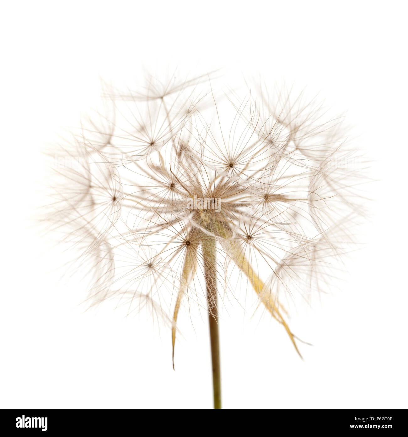 Big salsify hi-res stock photography and images - Alamy