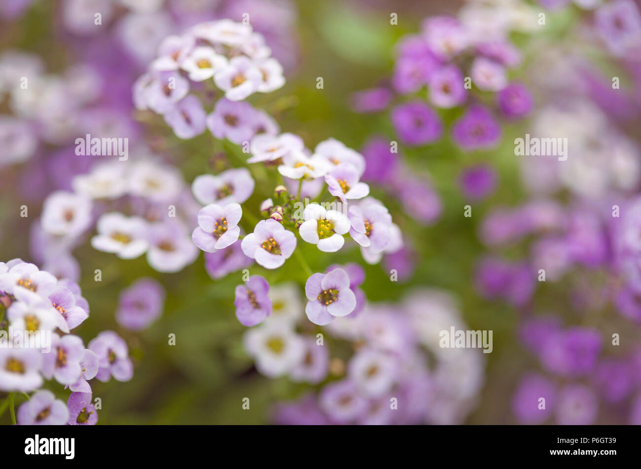 flowering Lobularia maritima aka sweet alyssum floral macro background ...