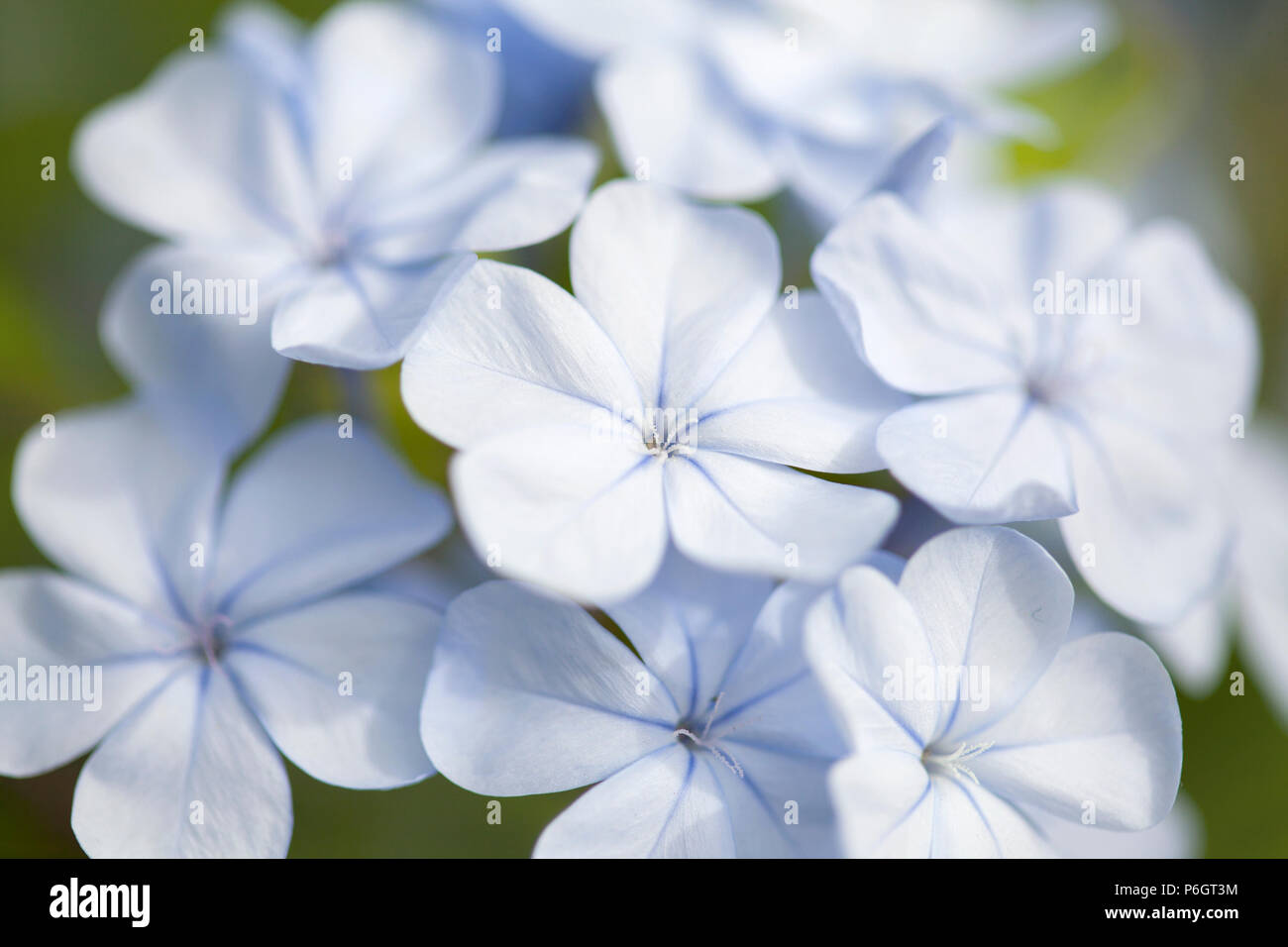 Plumbago species hi-res stock photography and images - Alamy