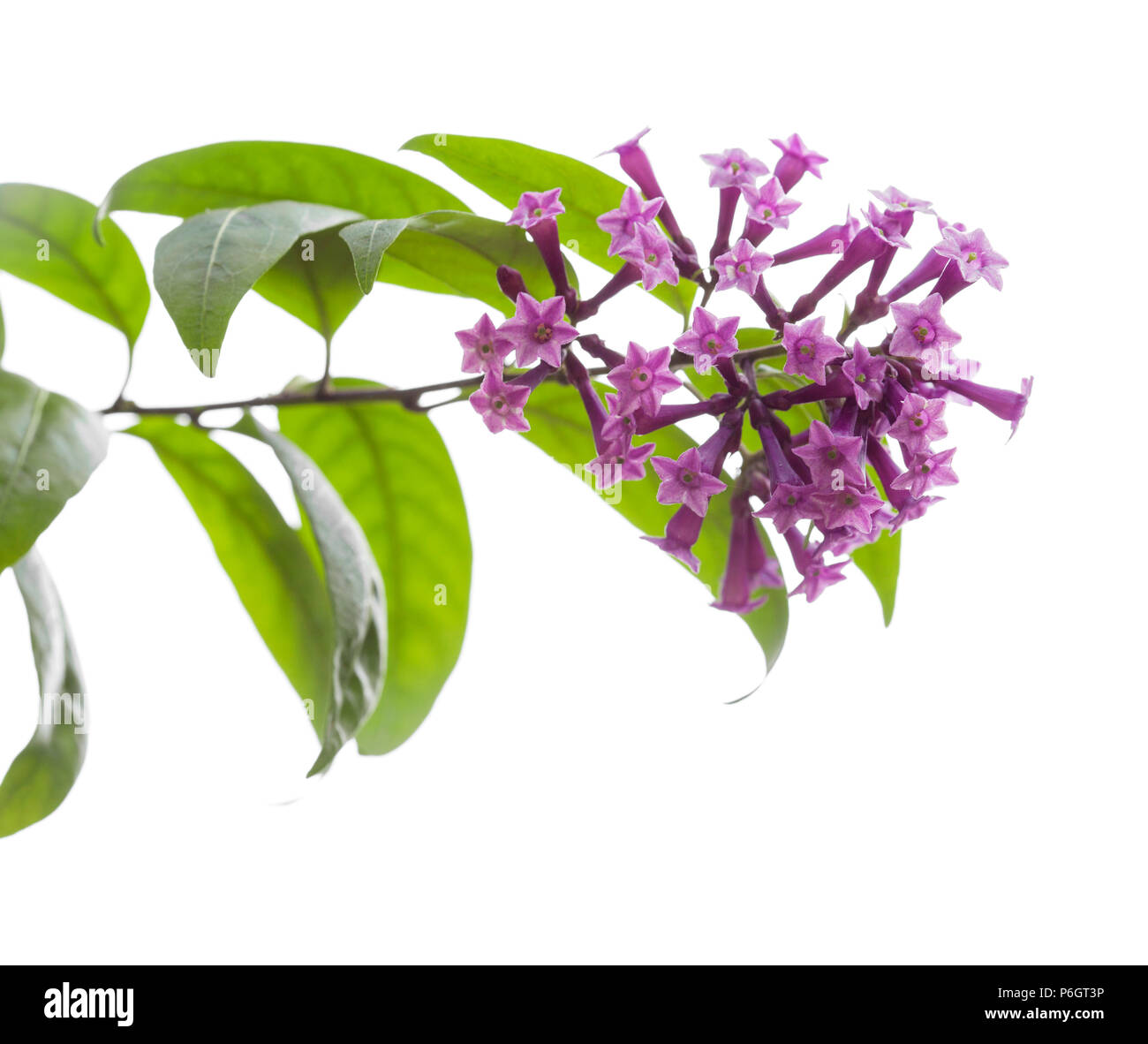 Purple flowering Cestrum aka jessamine isolated on white Stock Photo ...