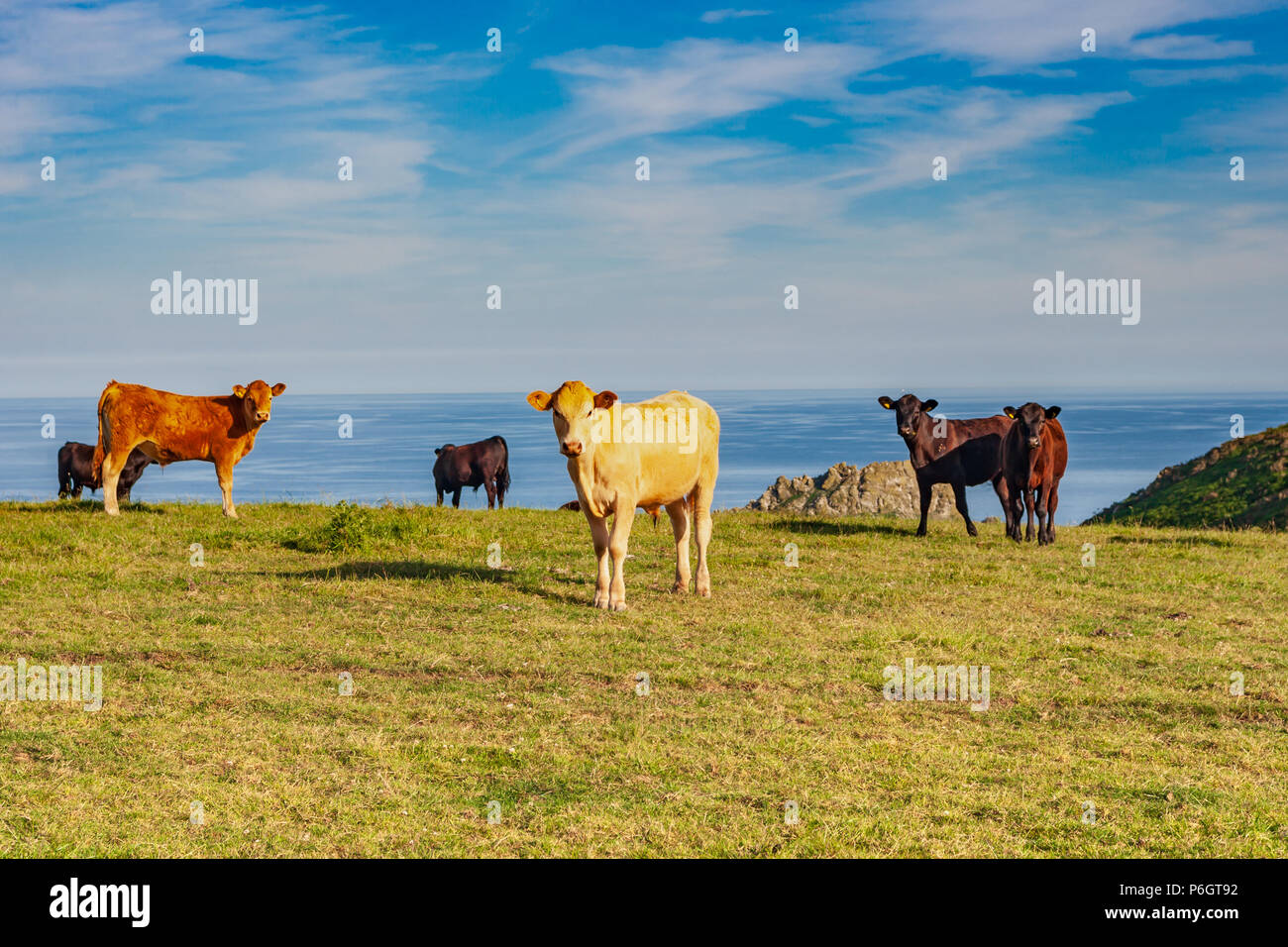 Cornish cliffs with cows hi-res stock photography and images - Alamy
