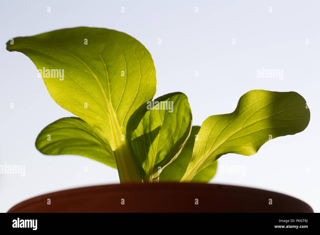 Pak choi growing hi-res stock photography and images - Alamy