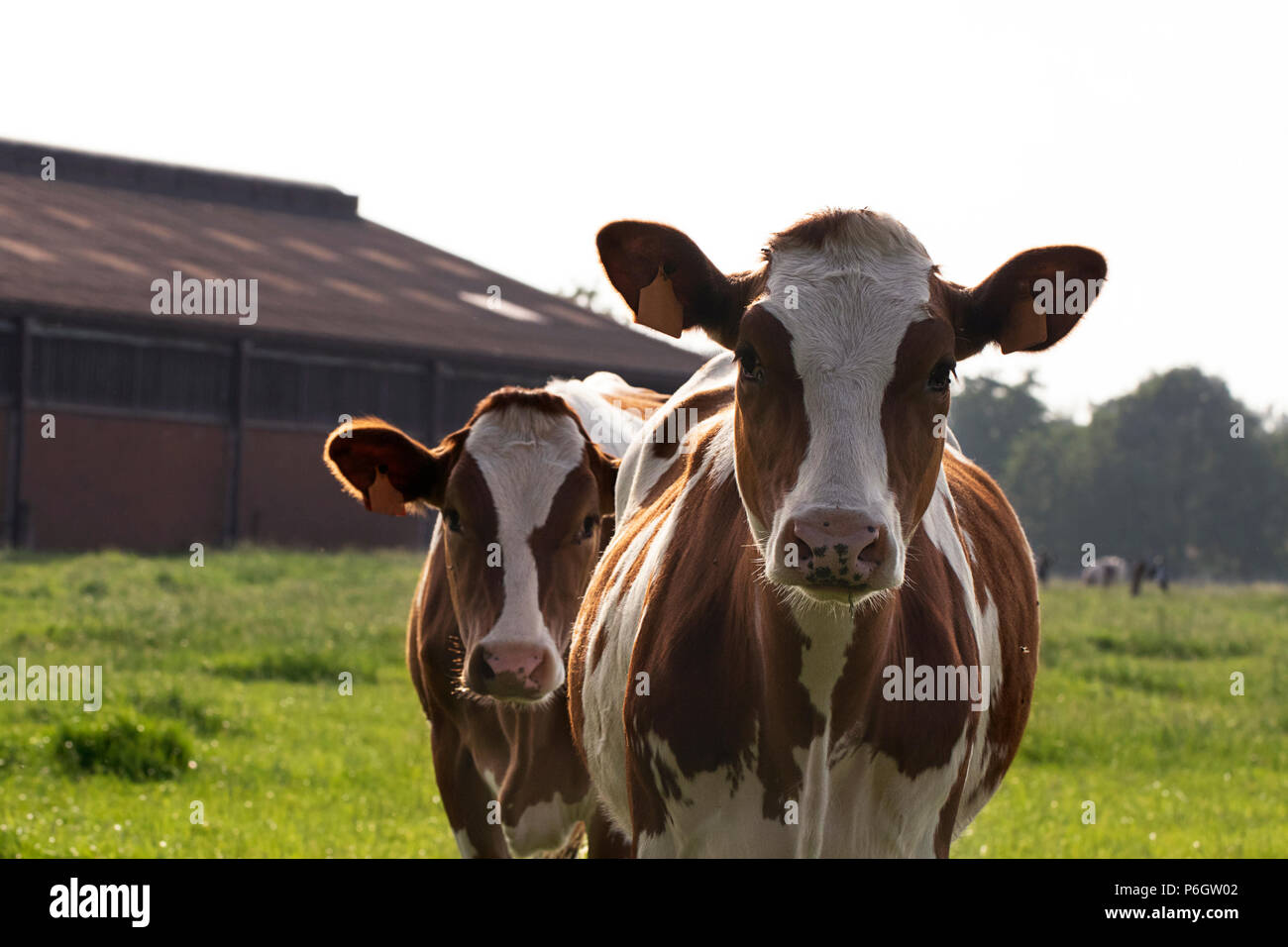 Two cows in a meadow in front of their barn Stock Photo - Alamy
