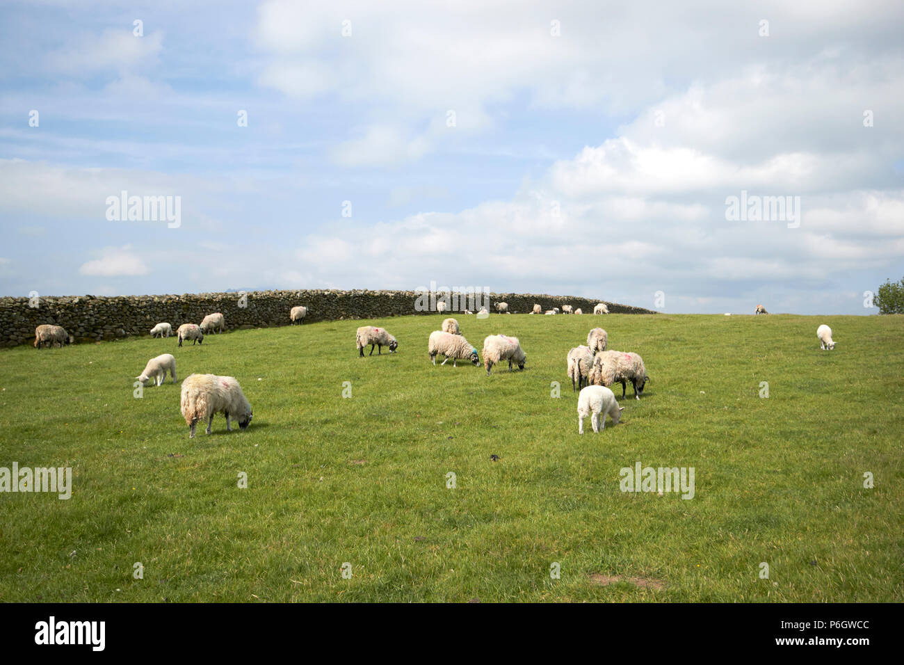 flock of sheep in a field in underskiddaw keswick cumbria england uk ...