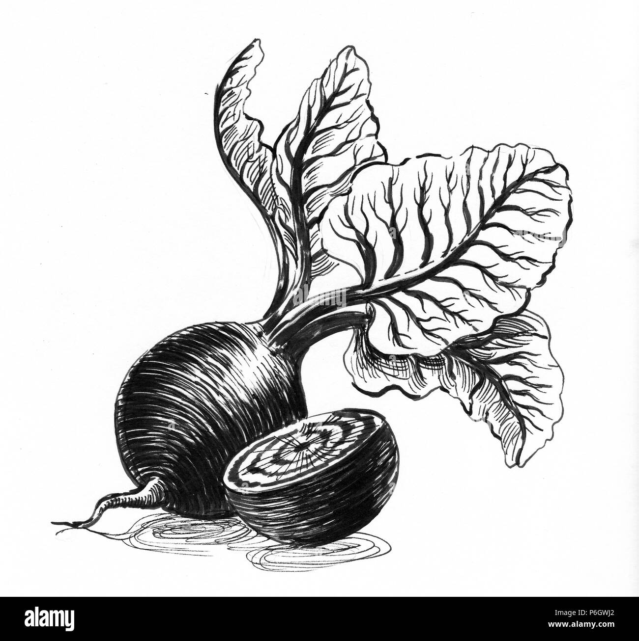 Beetroot vegetable ink black and white illustration Stock Photo - Alamy