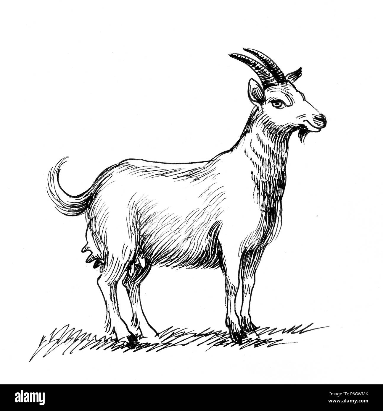 She goat hi-res stock photography and images - Alamy